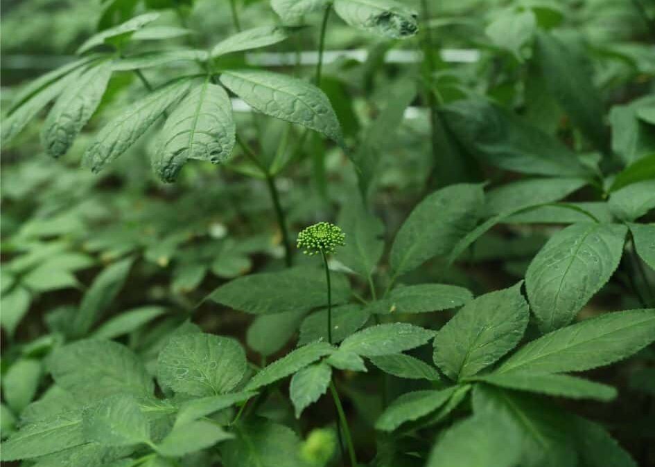 Tienchi Ginseng(Panax notoginseng) – TCMVET