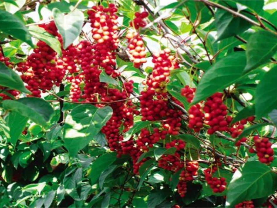 Schisandra(Five-flavor berry) – TCMVET