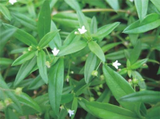 Hedyotis diffusa – TCMVET
