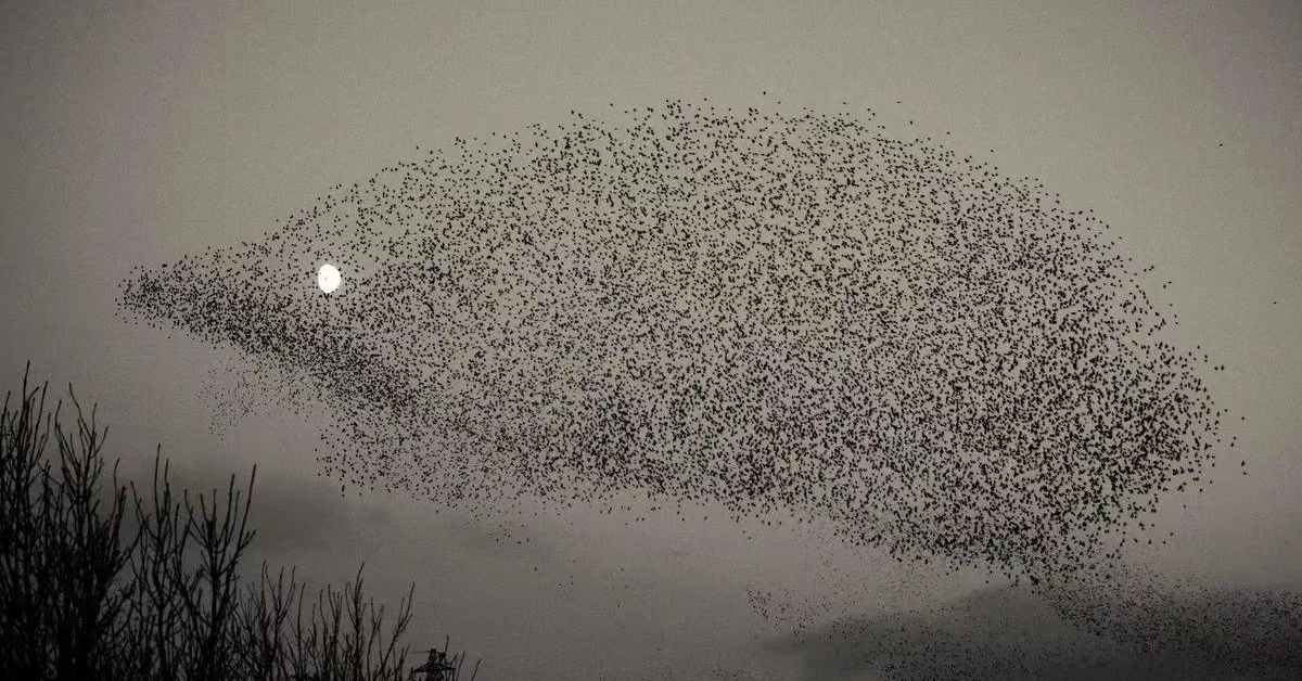 Mudo anifeiliaid - TCMVET