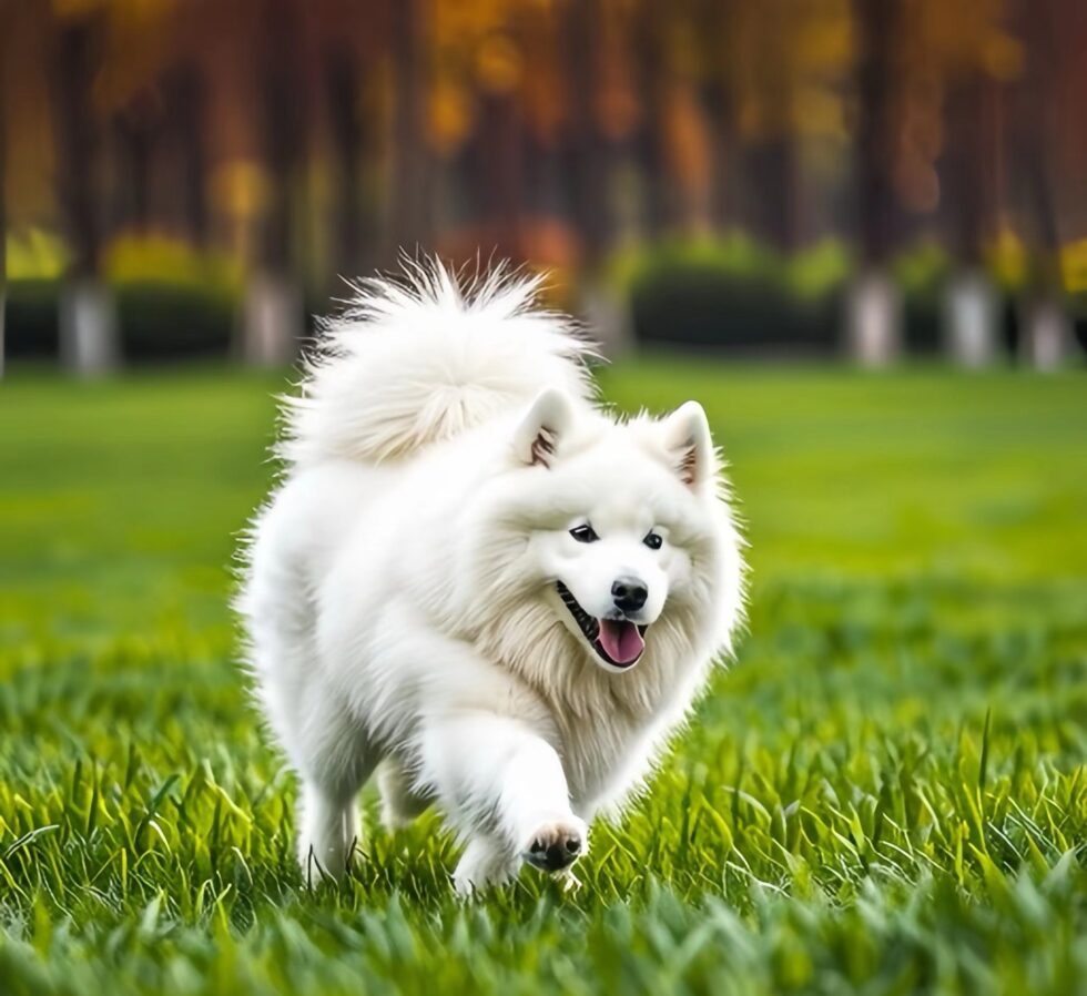 Dog Abscess Treatment Archives - TCMVET